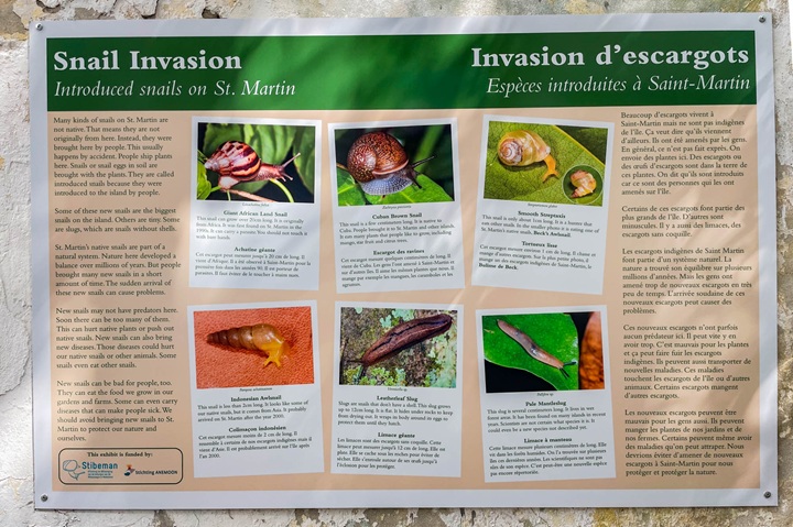 New Snail Exhibit Launches at Amuseum Naturalis at The Old House ...